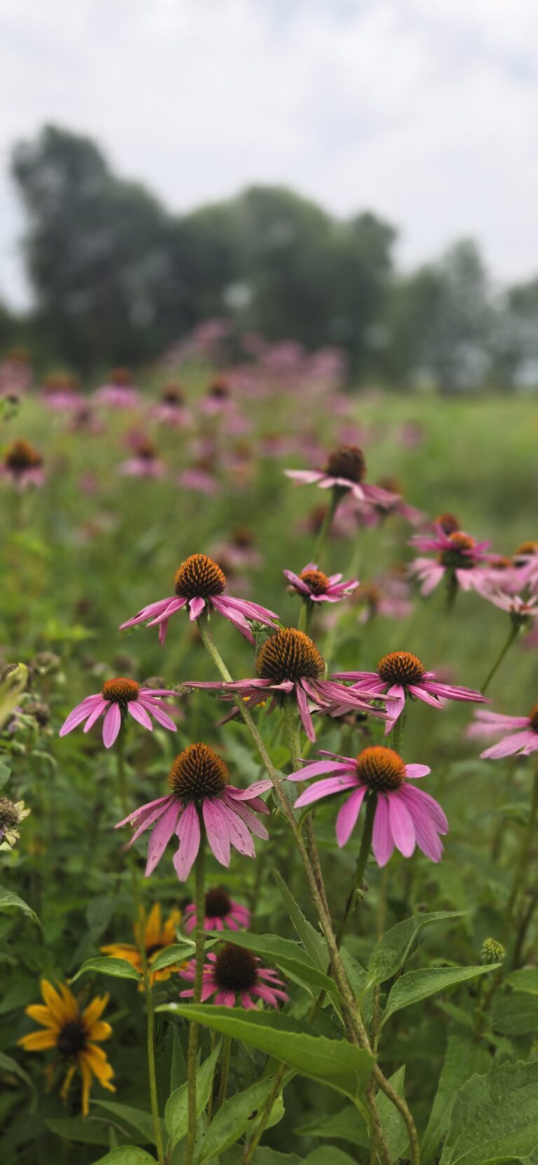 Caught between wild blooms and daydreams. - Gardener's Toolkit - Eden ...